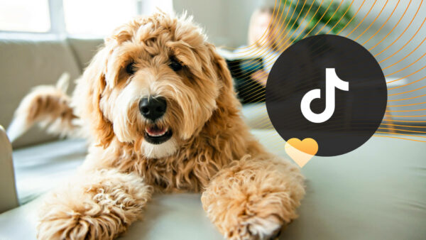 Top Dog Influencers on TikTok - IZEA Worldwide, Inc